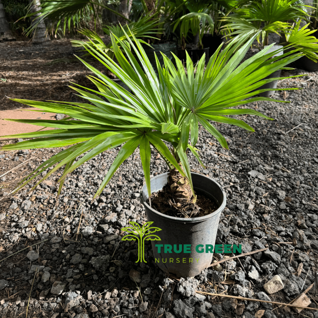 Chinese fan palm ( Livistona Chinensis ) | True Green Nursery
