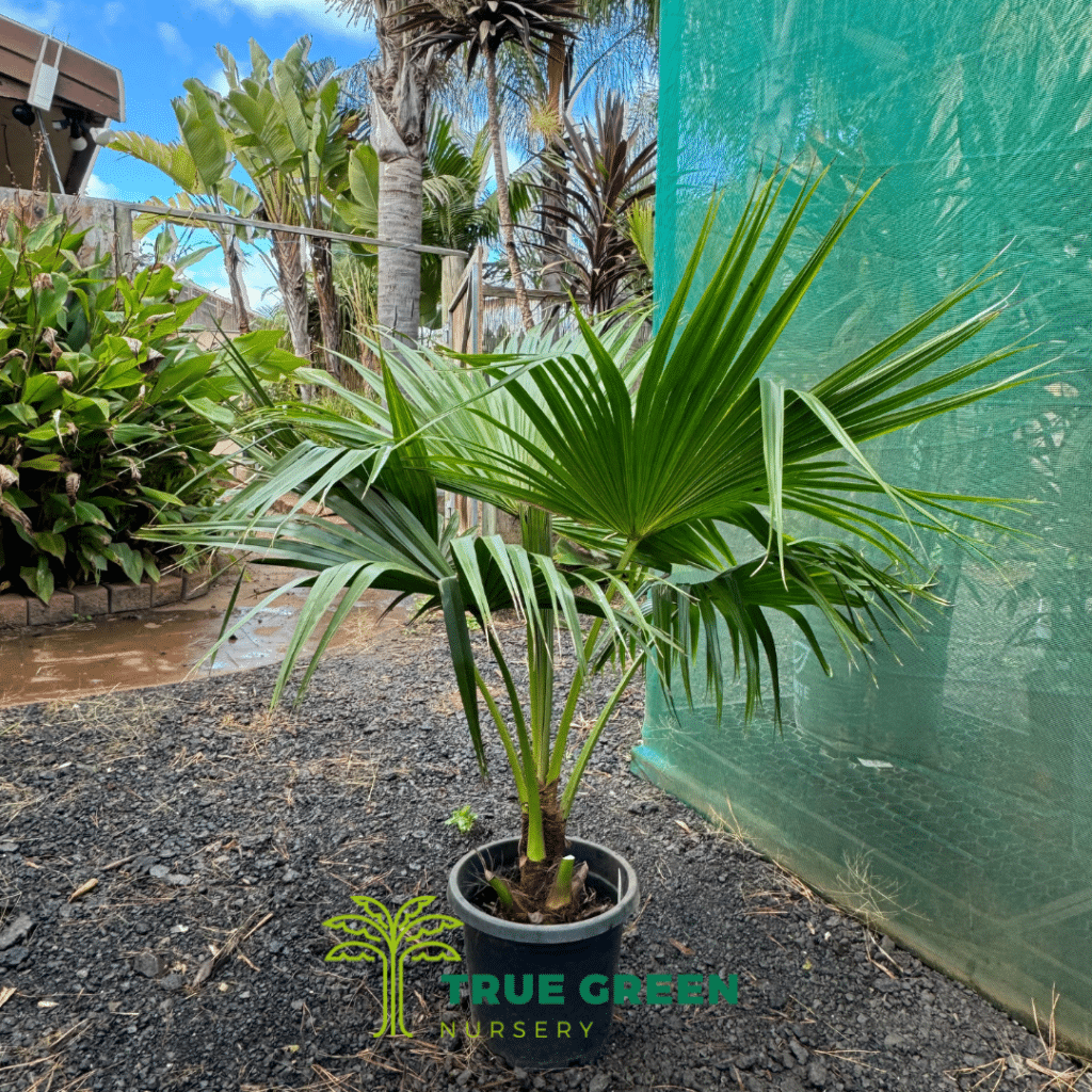 Chinese fan palm ( Livistona Chinensis ) | True Green Nursery