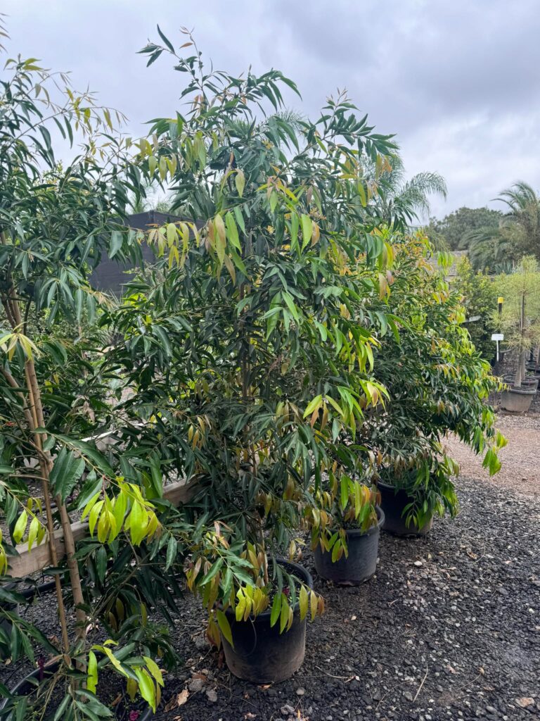 Weeping Lilly Pilly (Waterhousea floribunda) | True Green Nursery