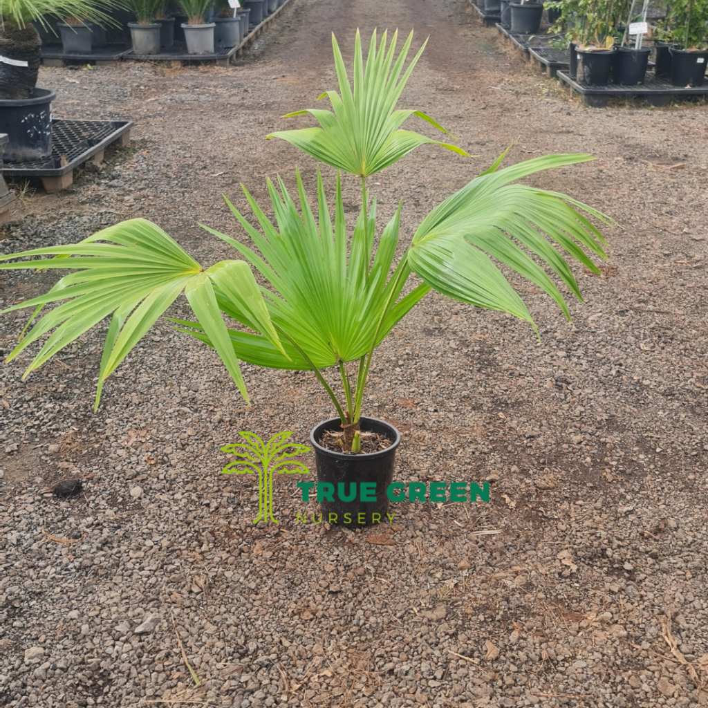 Chinese fan palm ( Livistona Chinensis ) | True Green Nursery