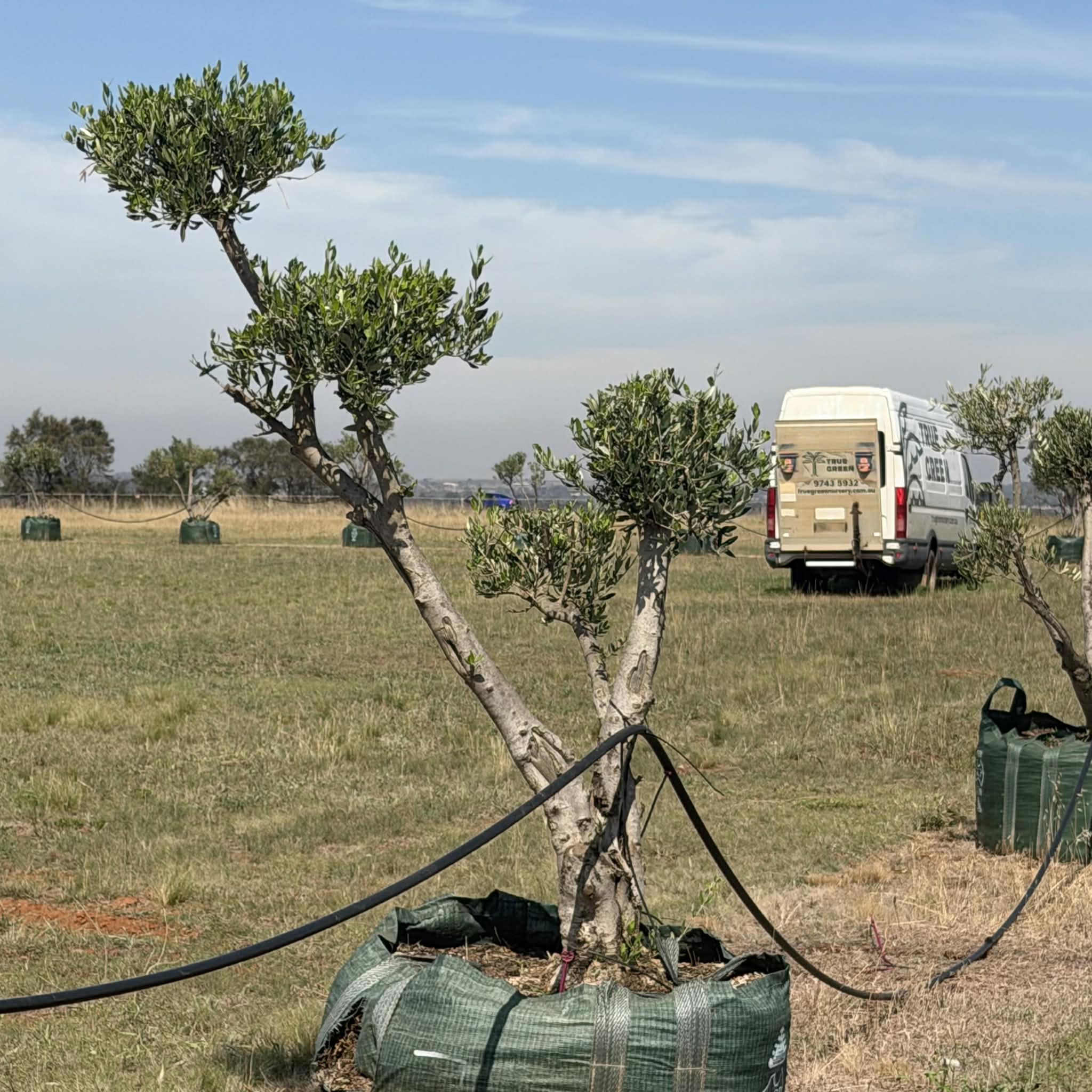 Olea europaea / Europaea Olives | True Green Nursery