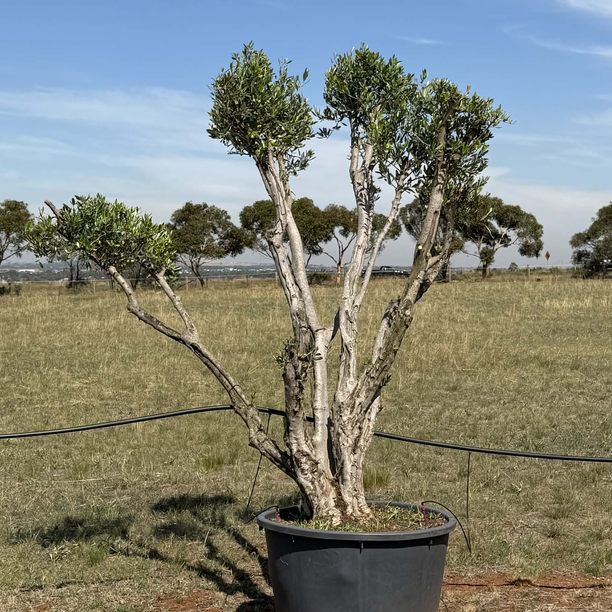 Olea europaea / Europaea Olives | True Green Nursery