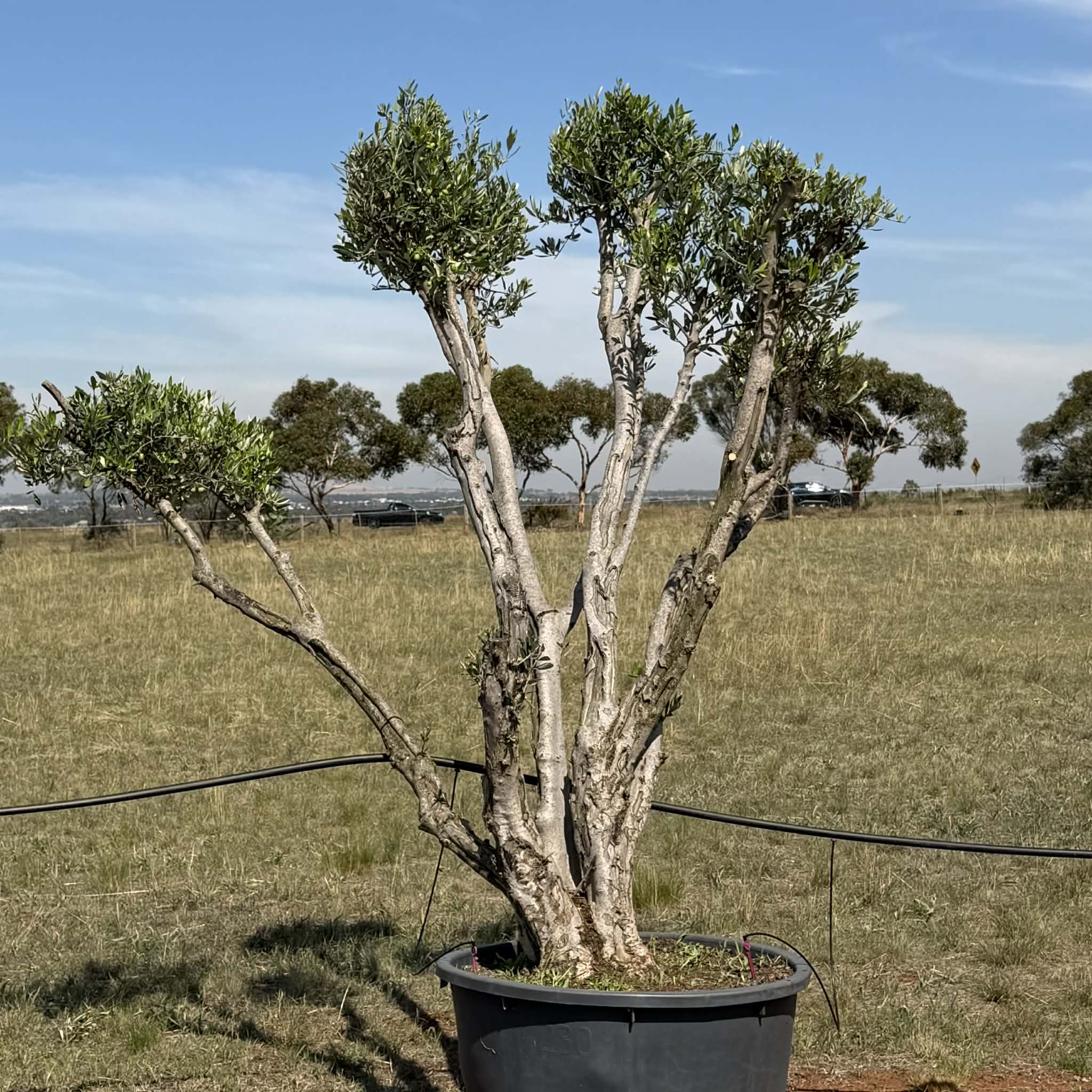 Olea europaea / Europaea Olives | True Green Nursery