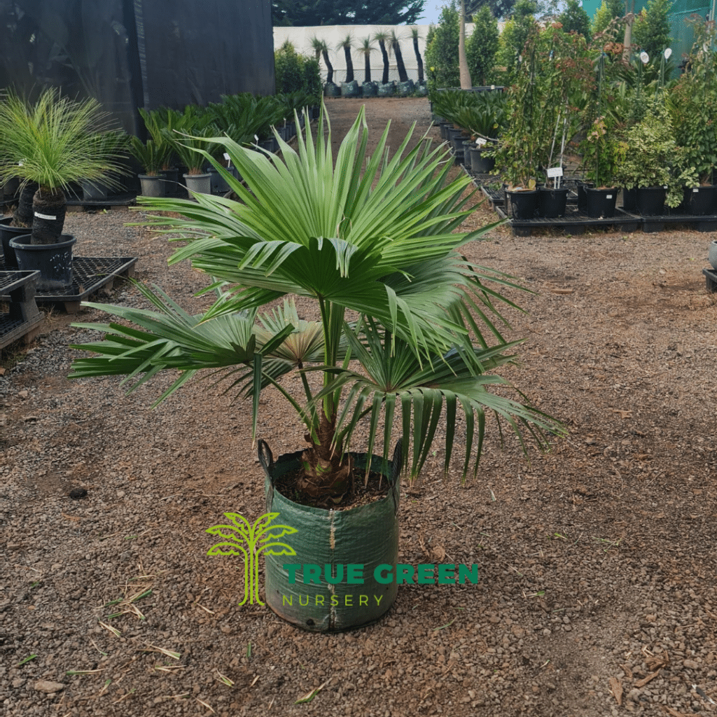 Chinese fan palm ( Livistona Chinensis ) | True Green Nursery