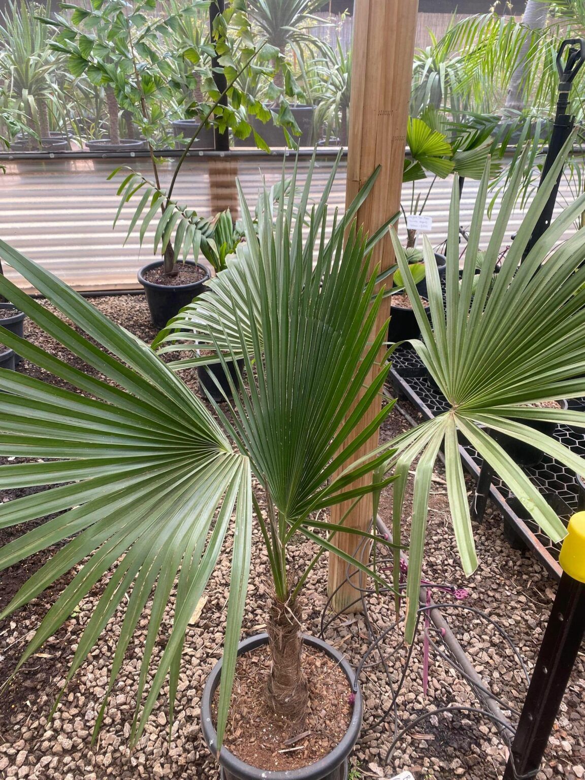 Brazilian Needle Palm (Trithrinax brasiliensis) | True Green Nursery