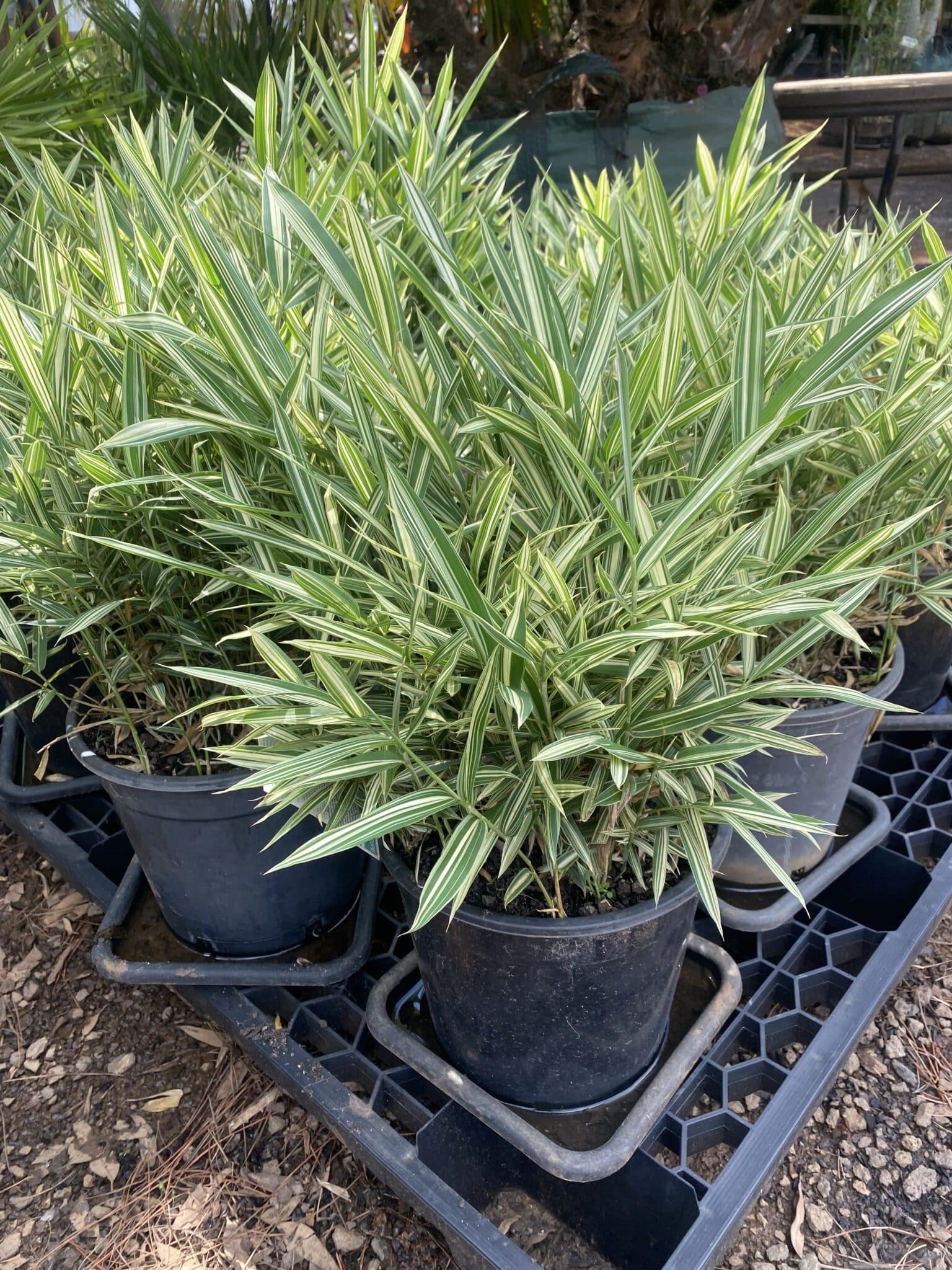 Pleioblastus fortunei / Dwarf White Stripe Bamboo | True Green Nursery