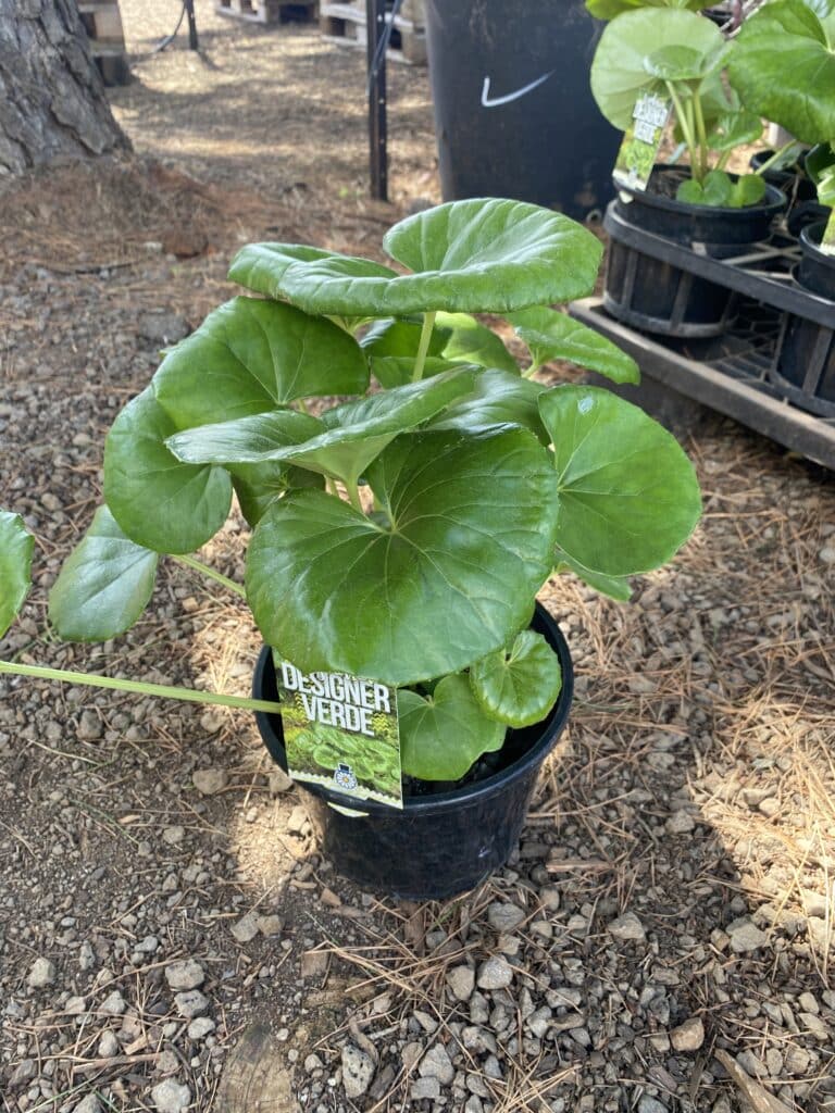 Tractor Seat Plant ( Ligularia reniformis 'designer verde' ) | True ...