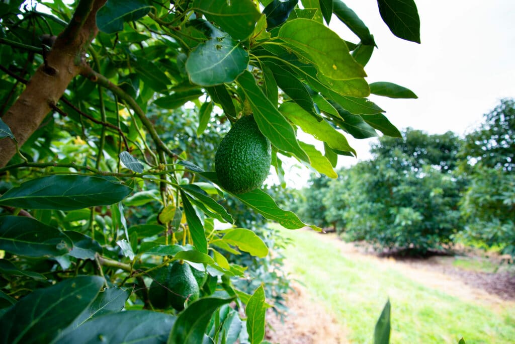 Avocado Trees Archives | True Green Nursery