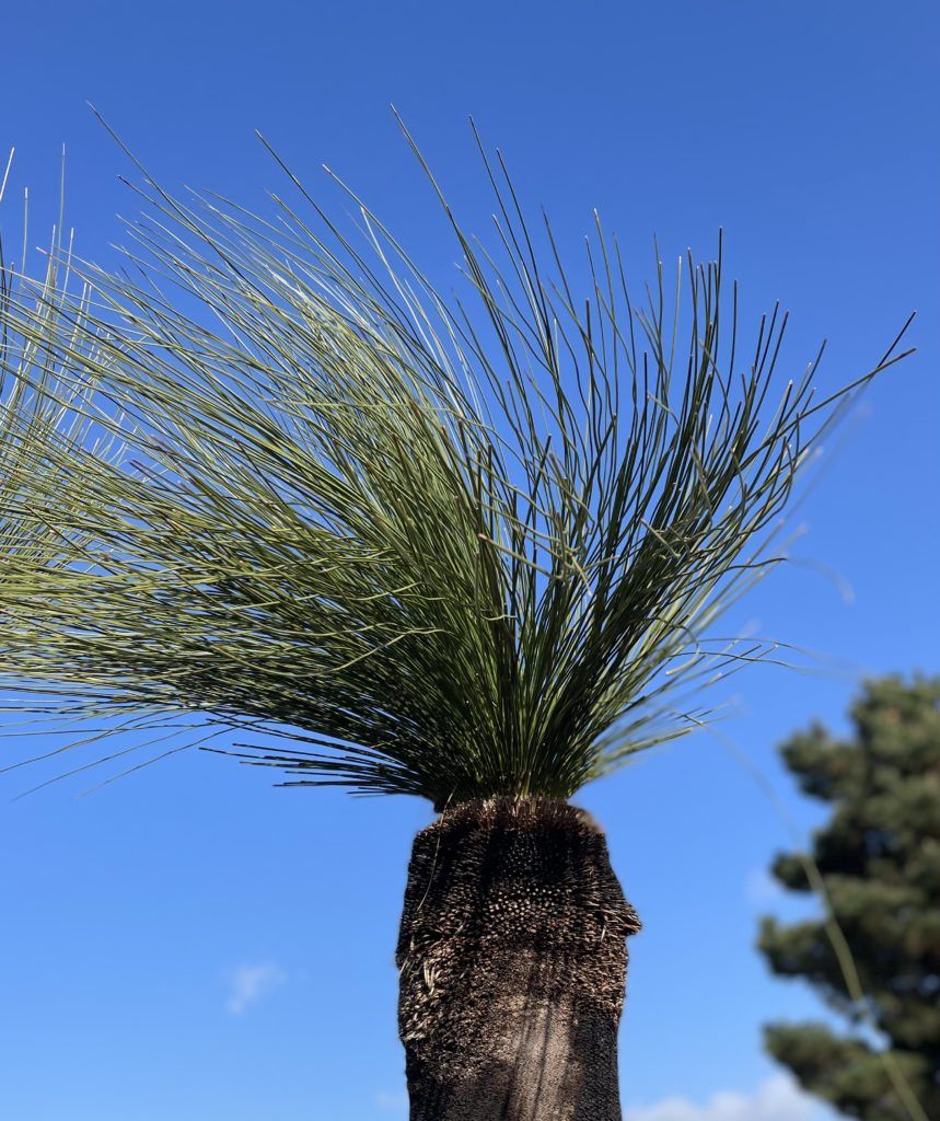 Grass Trees Archives | True Green Nursery